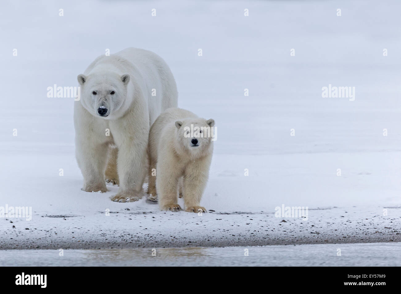 Polar bear and young on the ice - Barter Island Alaska Stock Photo - Alamy