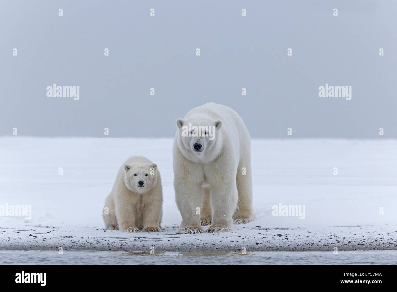 Polar bear and young on the ice - Barter Island Alaska Stock Photo - Alamy