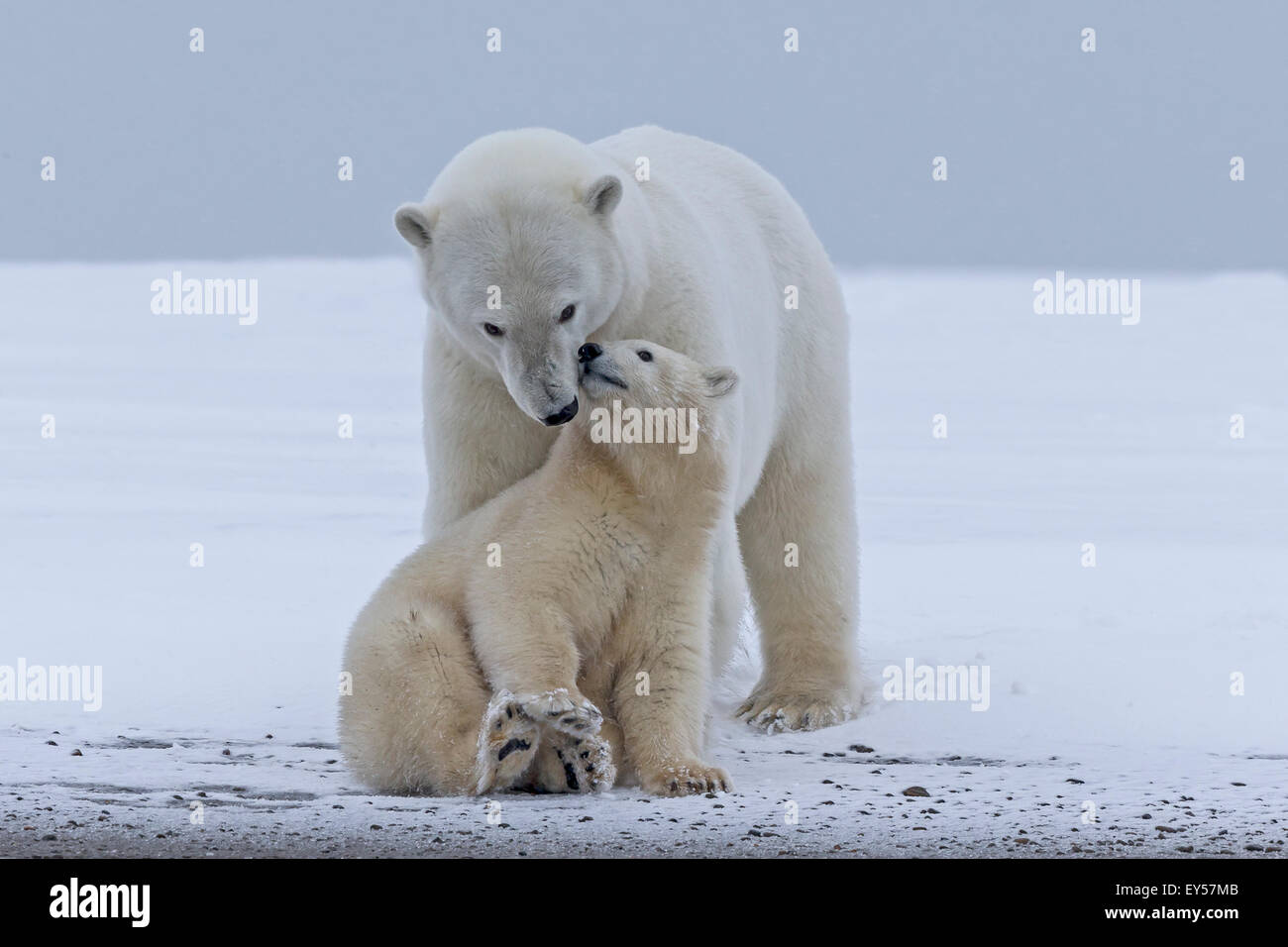 Polar bear and young on the ice - Barter Island Alaska Stock Photo - Alamy