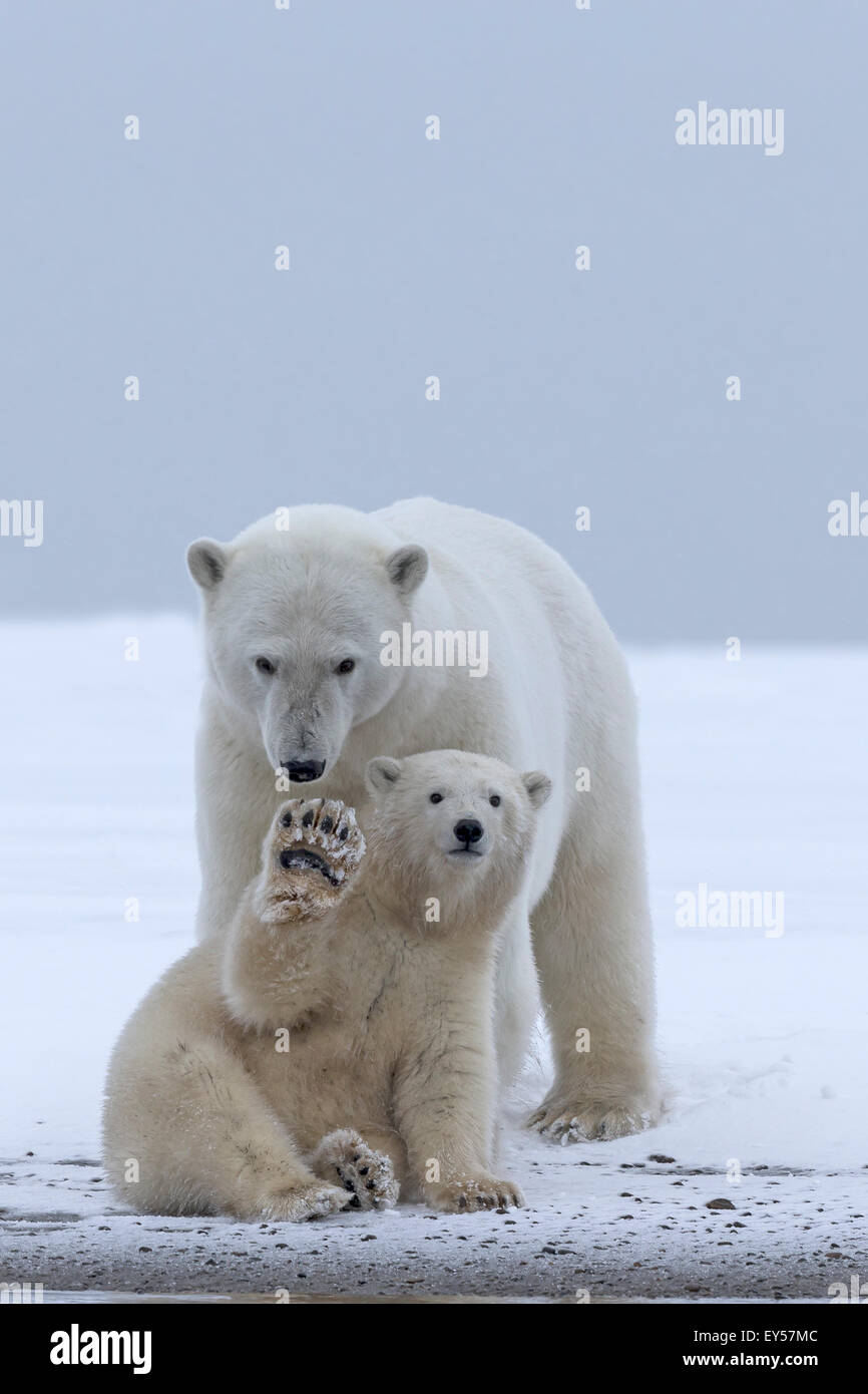Polar bear and young on the ice - Barter Island Alaska Stock Photo - Alamy