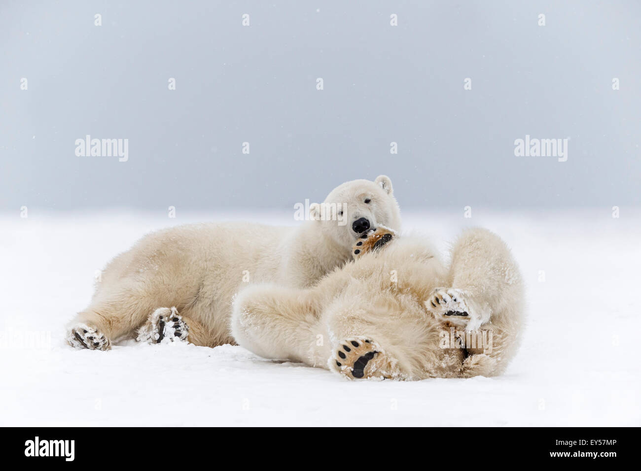 Polar bears playing on the ice - Barter Island Alaska Stock Photo - Alamy