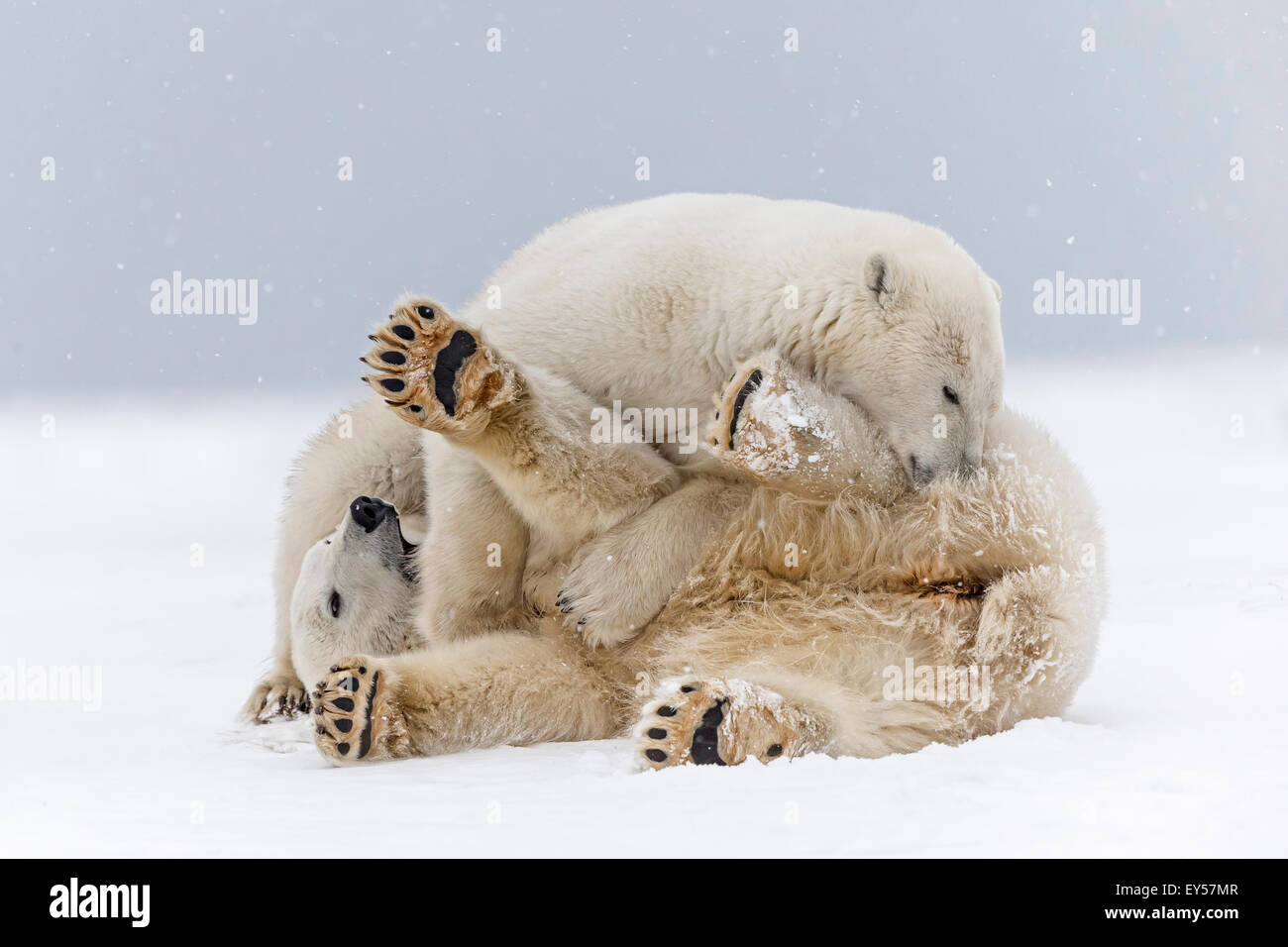 Polar bears playing on the ice - Barter Island Alaska Stock Photo - Alamy