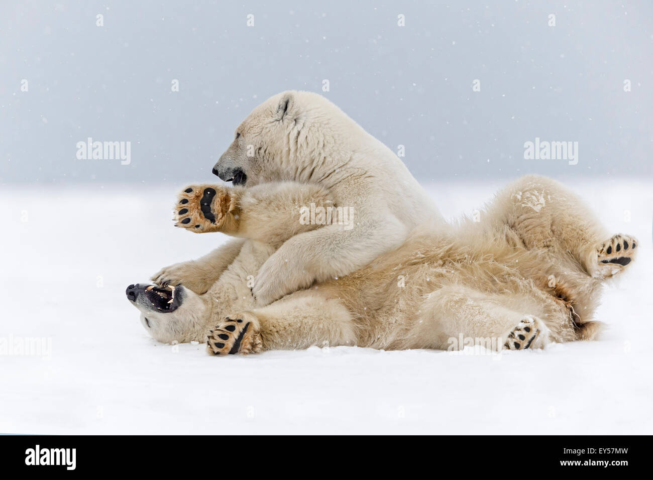 Polar bears playing on the ice - Barter Island Alaska Stock Photo - Alamy