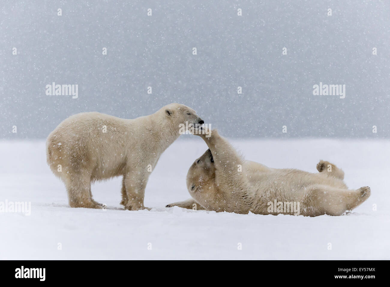 Polar bears playing on the ice - Barter Island Alaska Stock Photo - Alamy