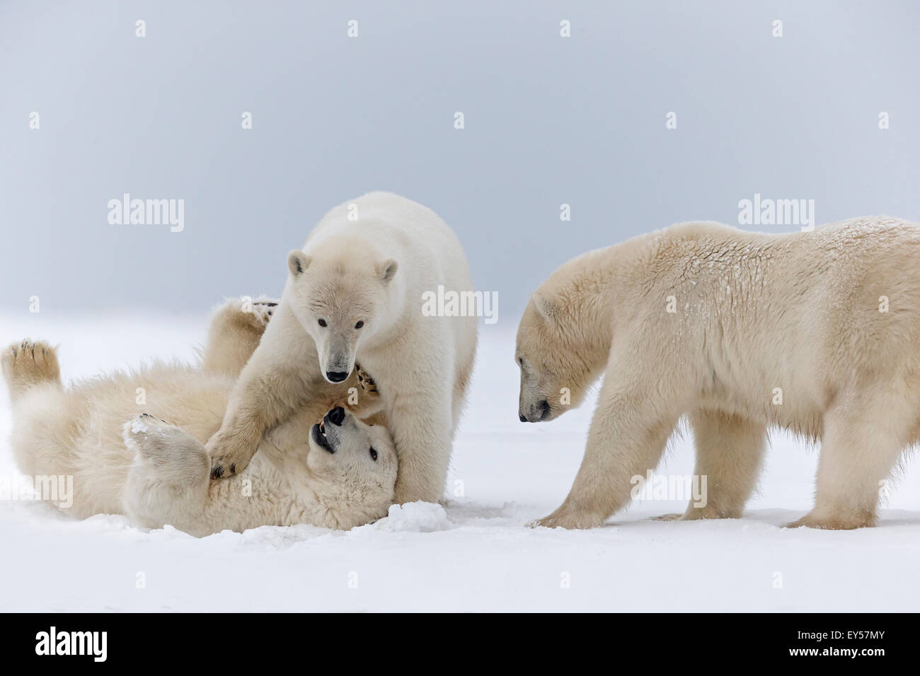 Polar bears playing on the ice - Barter Island Alaska Stock Photo - Alamy