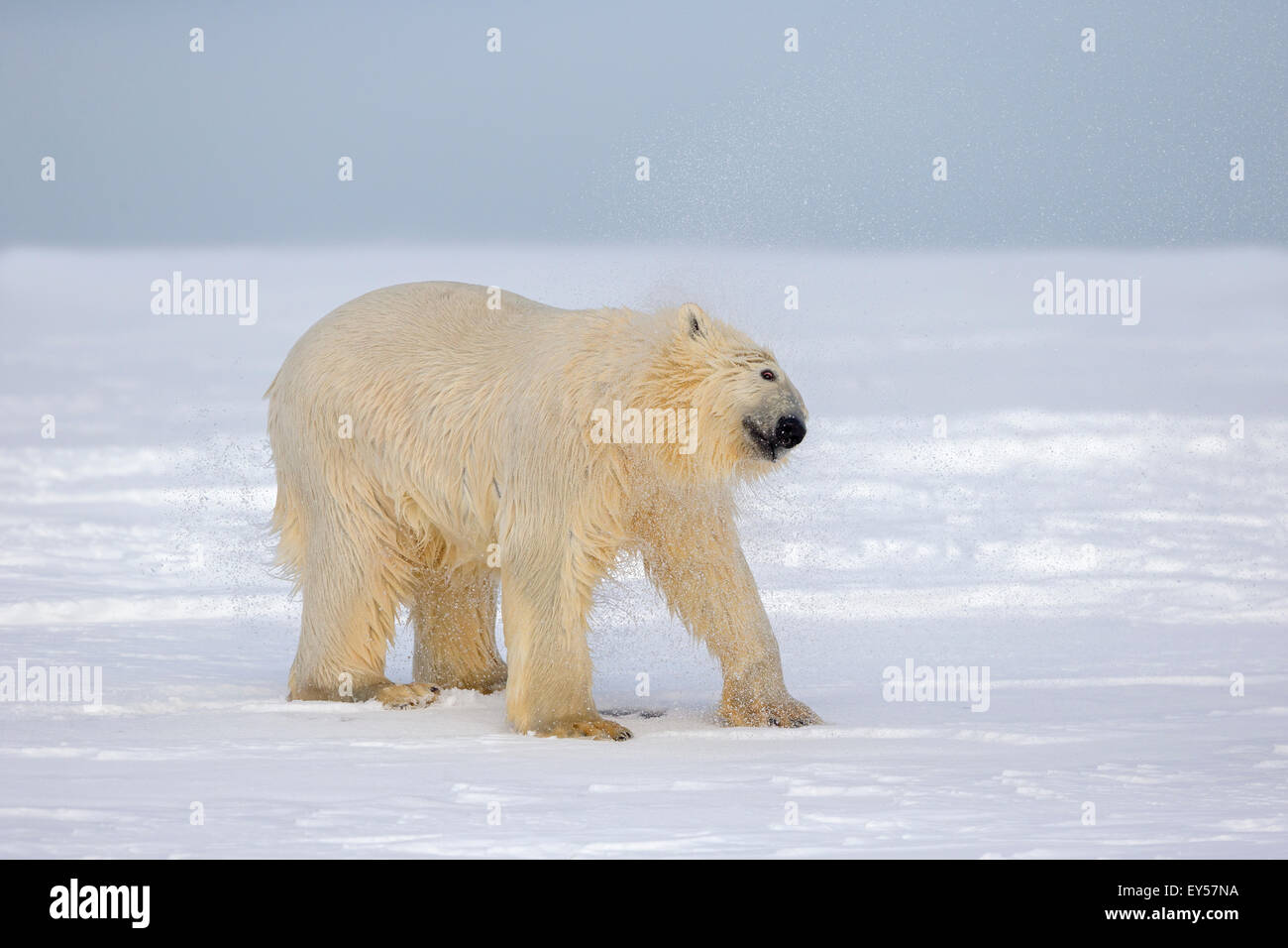 Polar Bear snorting on the ice - Barter Island Alaska subadult Stock ...