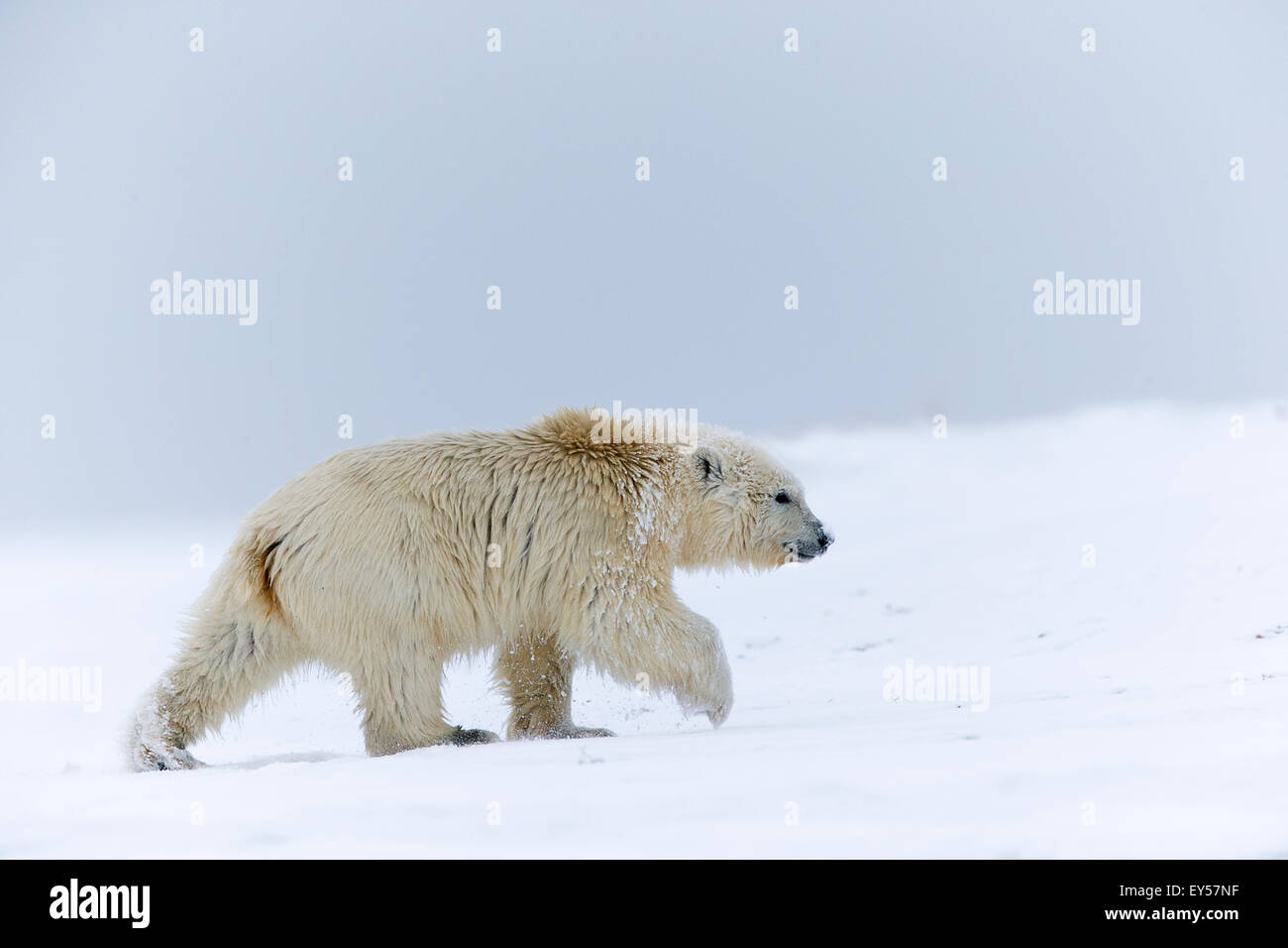 Polar Bear walking on the ice - Barter Island Alaska yearling Stock ...