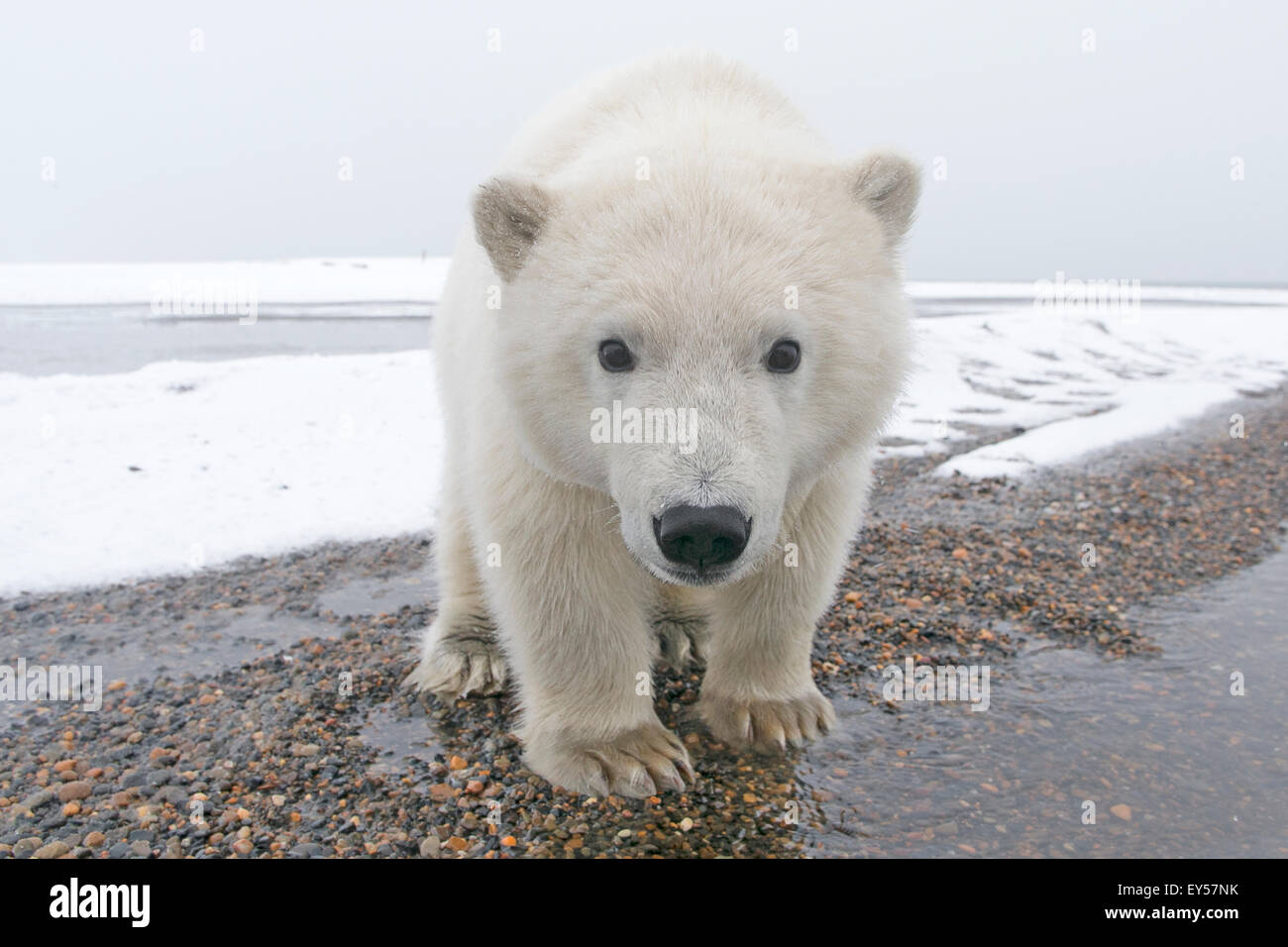 Polar bear at the water's edge - Barter Island Alaska yearling Stock ...