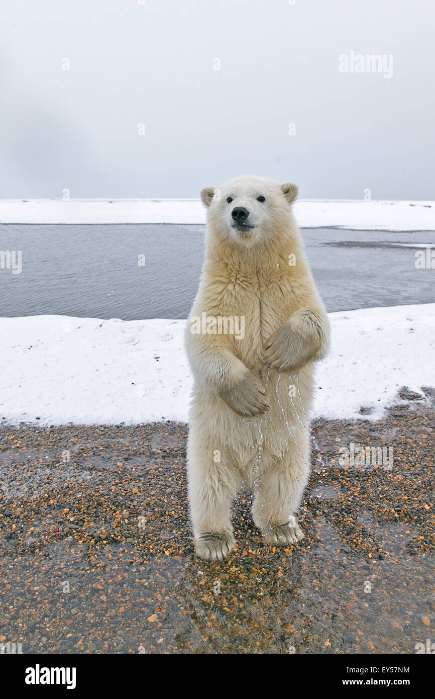 Polar bear at the water's edge - Barter Island Alaska yearling Stock ...