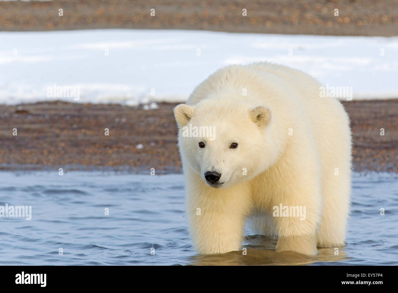 Polar bear walking in water - Barter Island Alaska yearling Stock Photo ...