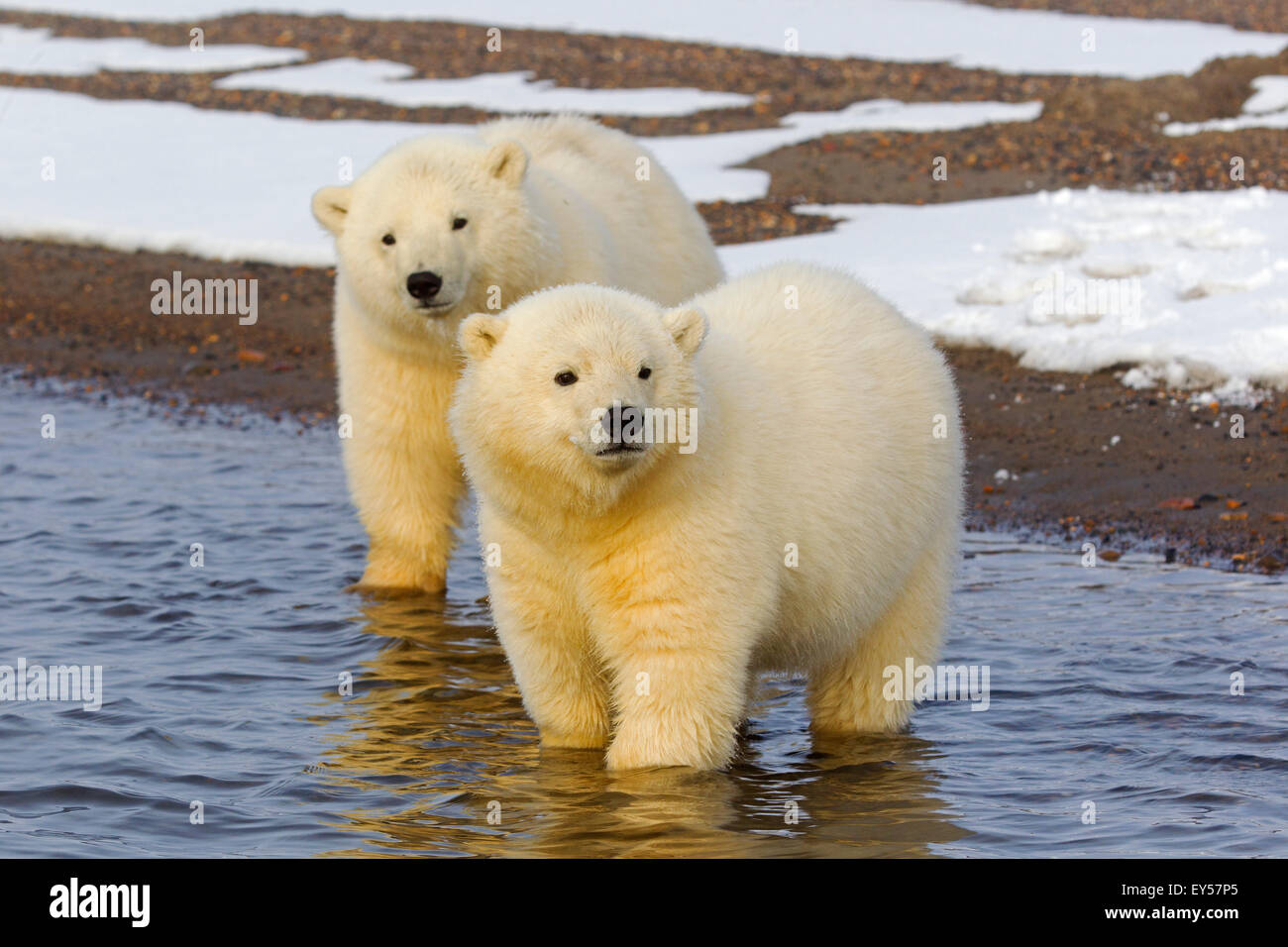 Polar bears in water - Barter Island Alaska yearlings Stock Photo - Alamy