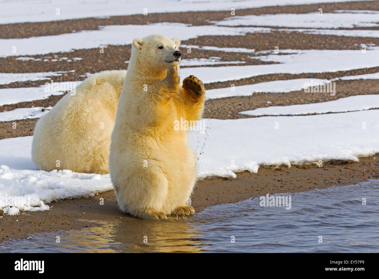 Polar bears sitting on shore - Barter Island Alaska yearlings Stock ...