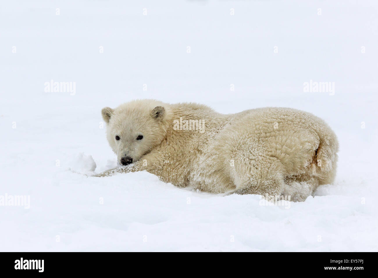 Polar bear young lying in snow - Barter Island Alaska yearling Stock ...