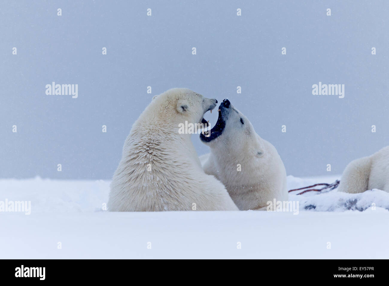 Polar bears playing on snow - Barter Island Alaska subadults Stock ...