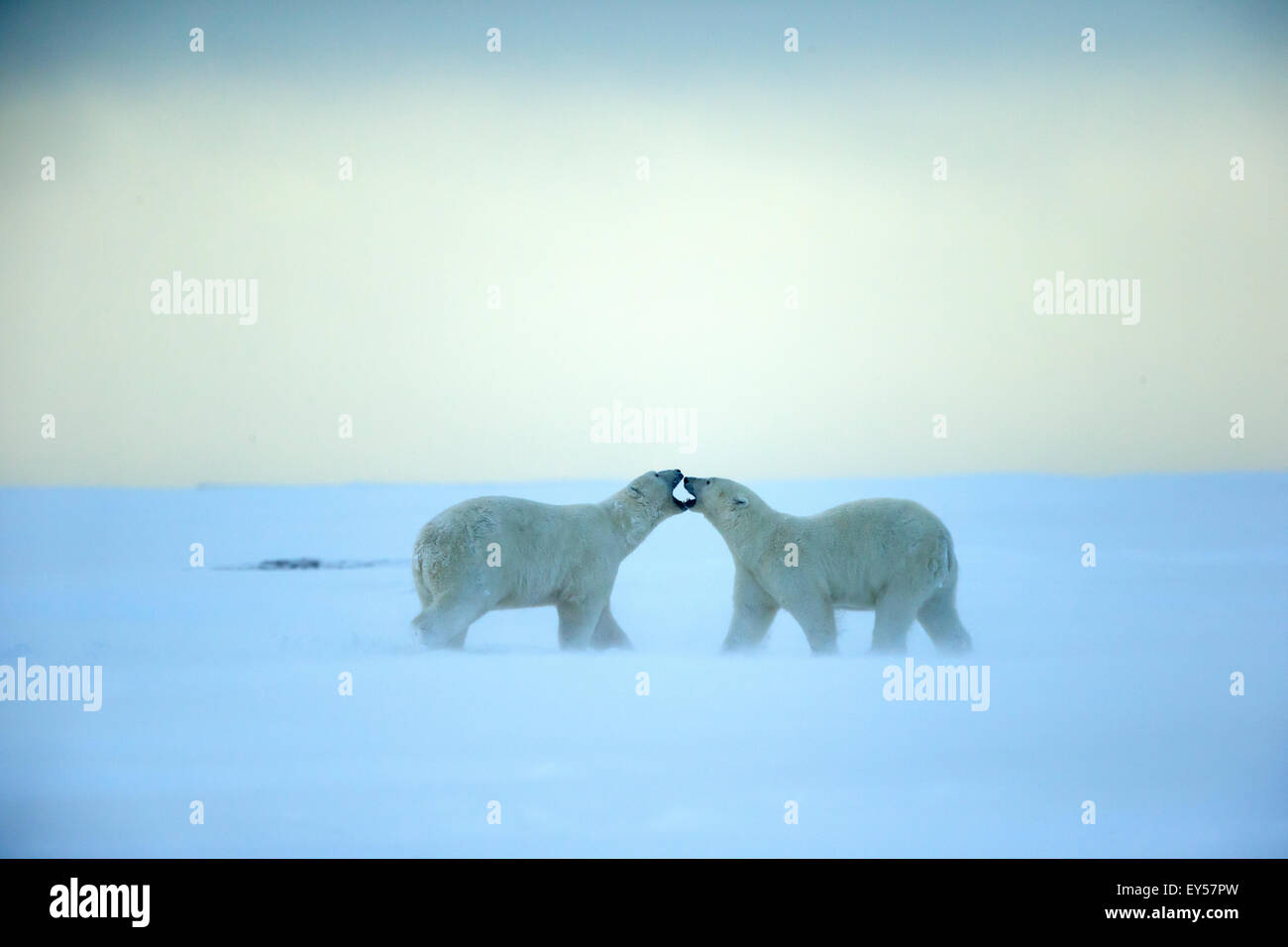 Polar bears playing on snow - Barter Island Alaska subadults Stock ...