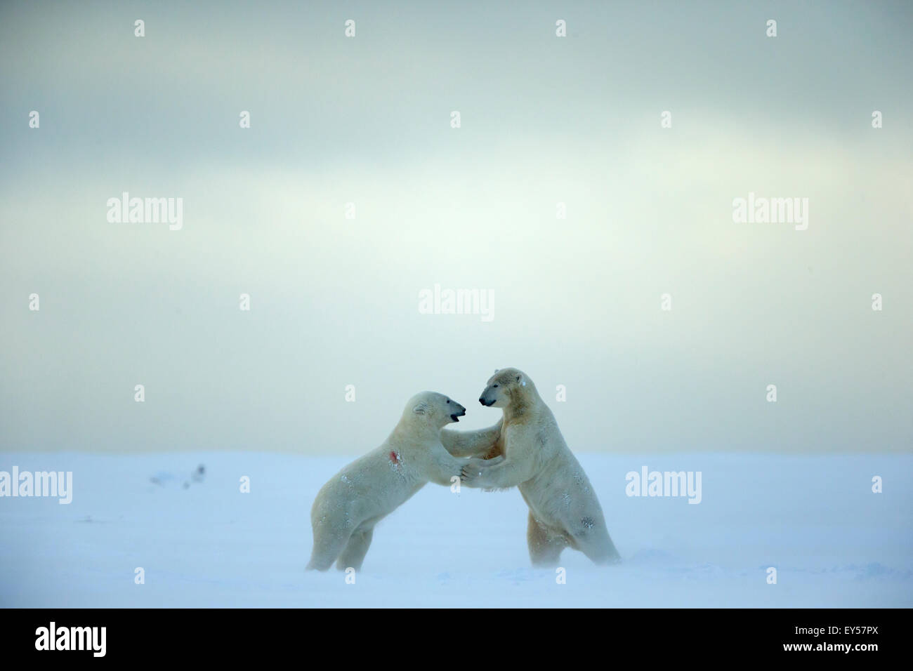Polar bears playing on snow - Barter Island Alaska subadults Stock ...