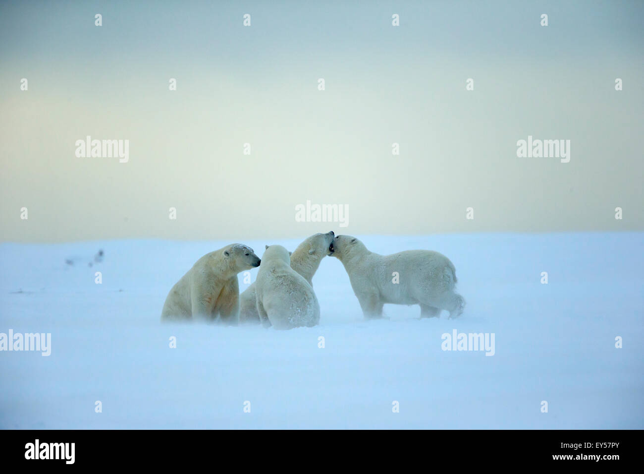 Polar bears playing on snow - Barter Island Alaska subadults Stock ...