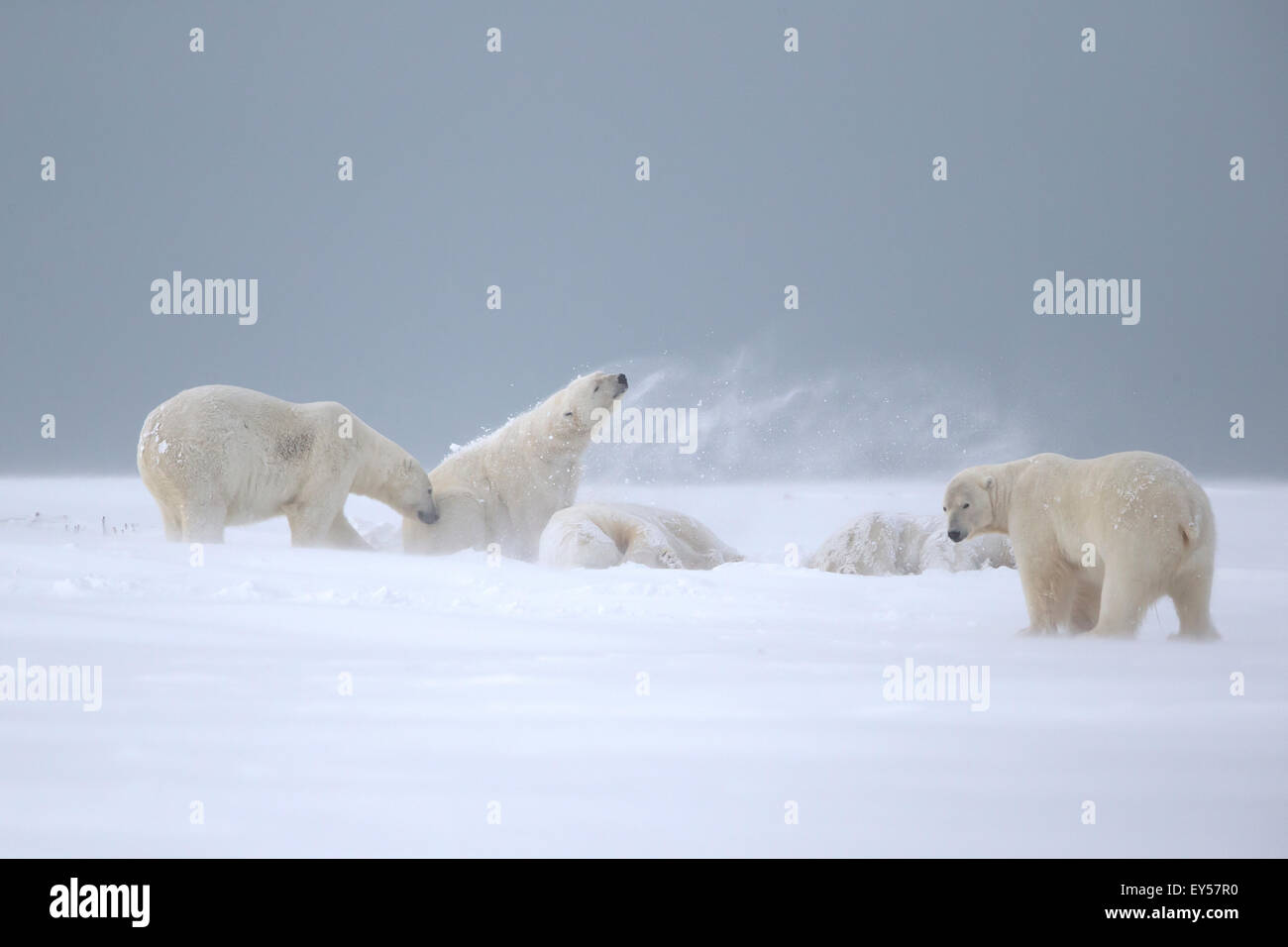 Polar bears playing on snow - Barter Island Alaska subadults Stock ...
