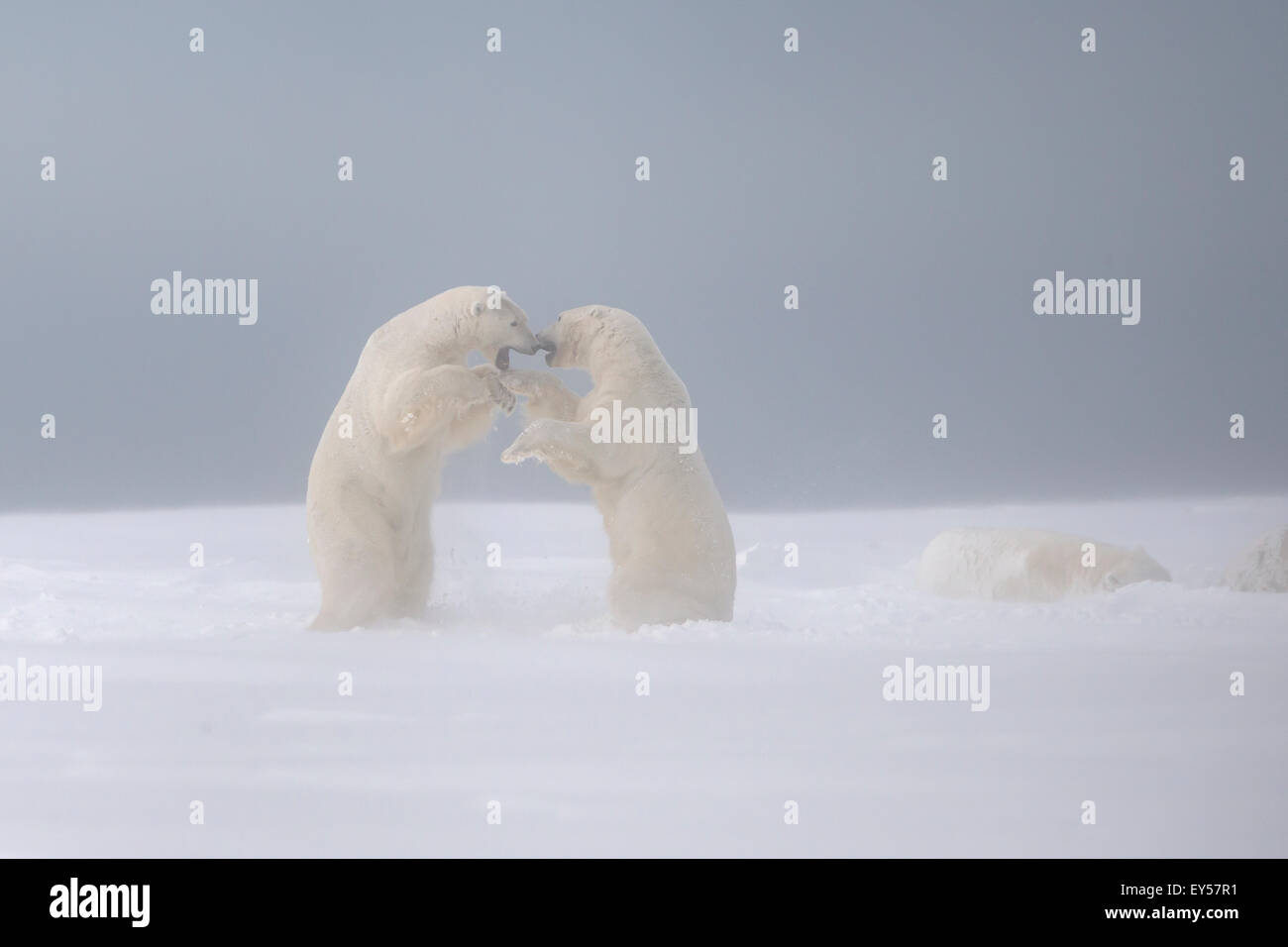 Polar bears playing on snow - Barter Island Alaska subadults Stock ...