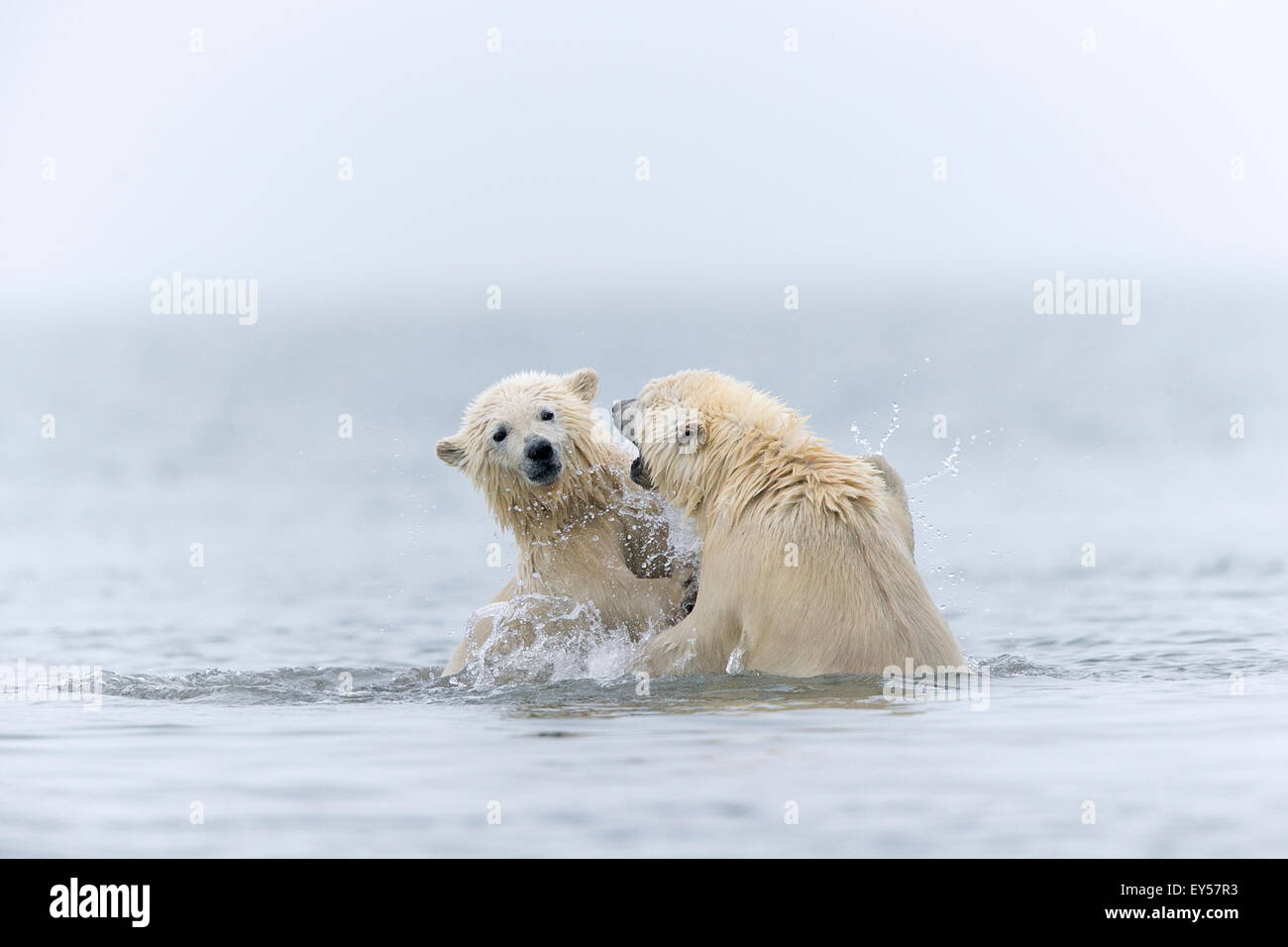 Polar bears playing in water - Barter Island Alaska subadults Stock ...