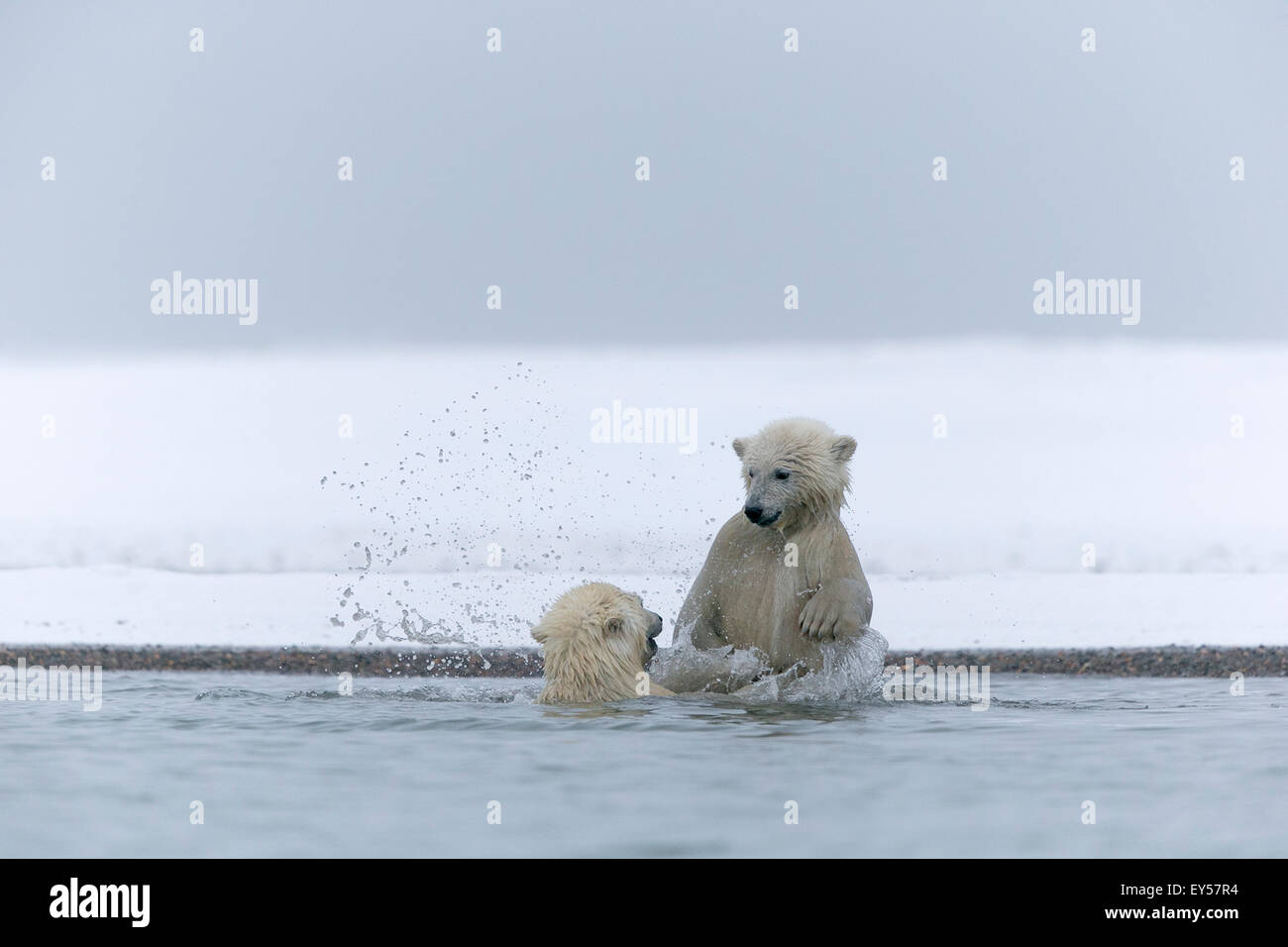 Polar bears playing in water - Barter Island Alaska subadults Stock ...