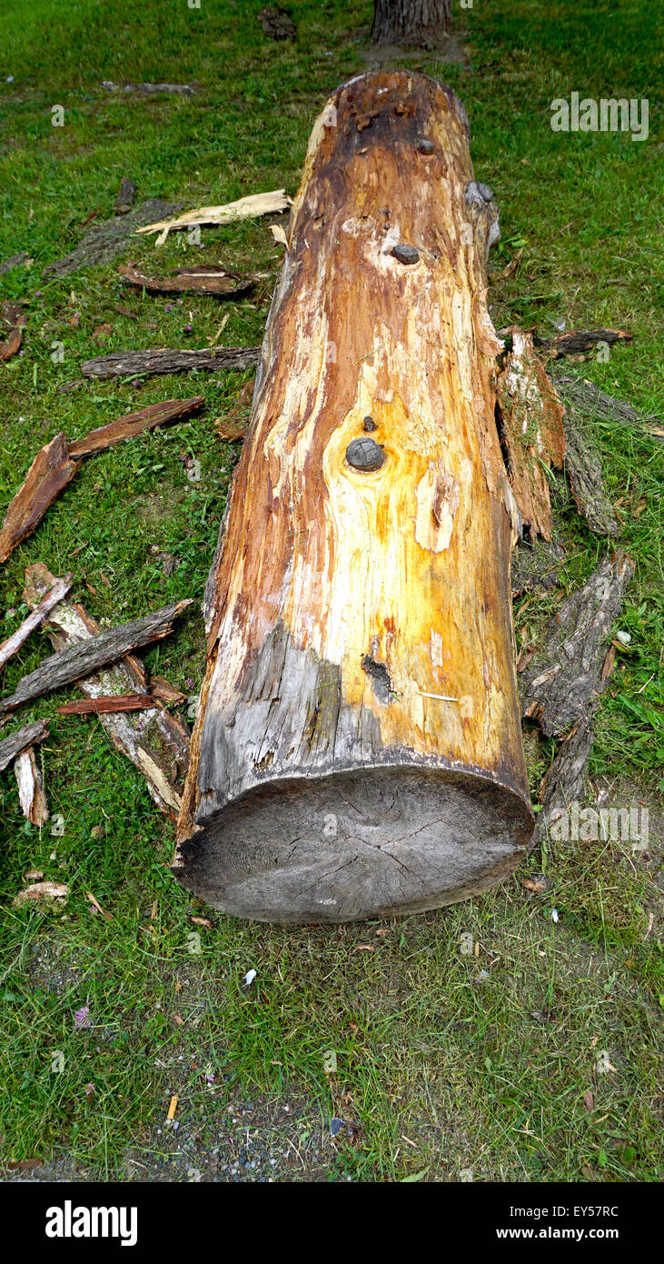 wooden log firewood on the grass field vertical Stock Photo - Alamy