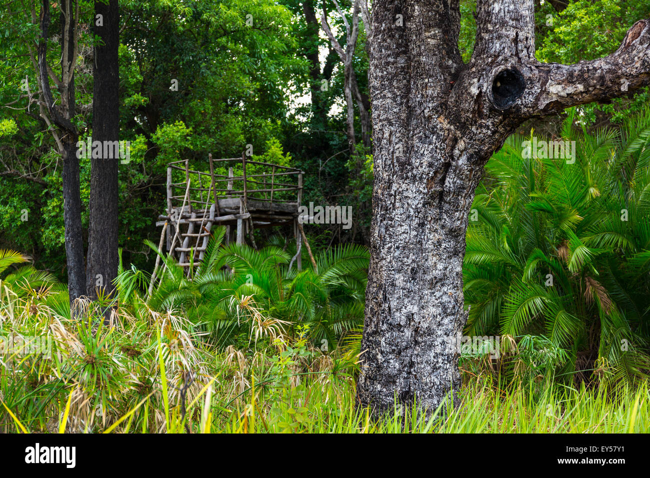 Straw-coloured fruit bat observatory - Kasanka NP Zambia Stock Photo ...