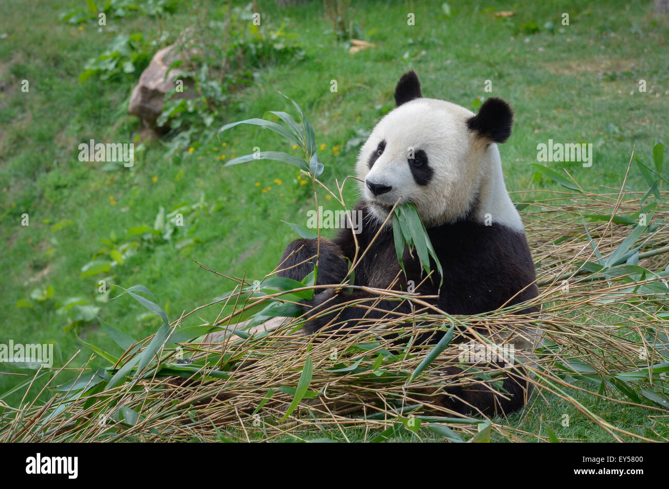 Giant panda eating bamboo - Zoo Parc de Beauval France Stock Photo - Alamy