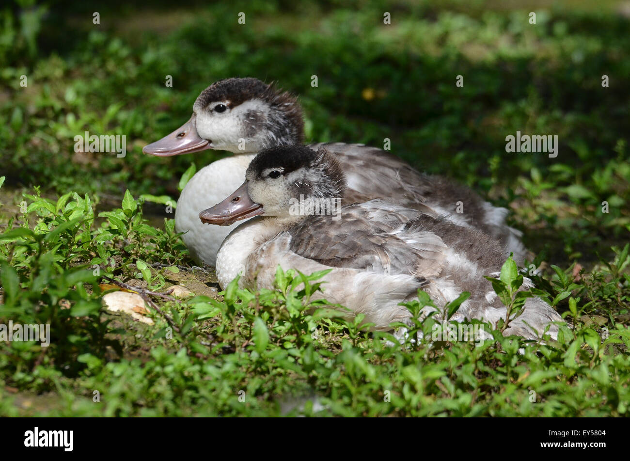 Young Shelducks at rest - France Parc des Oiseaux Stock Photo - Alamy