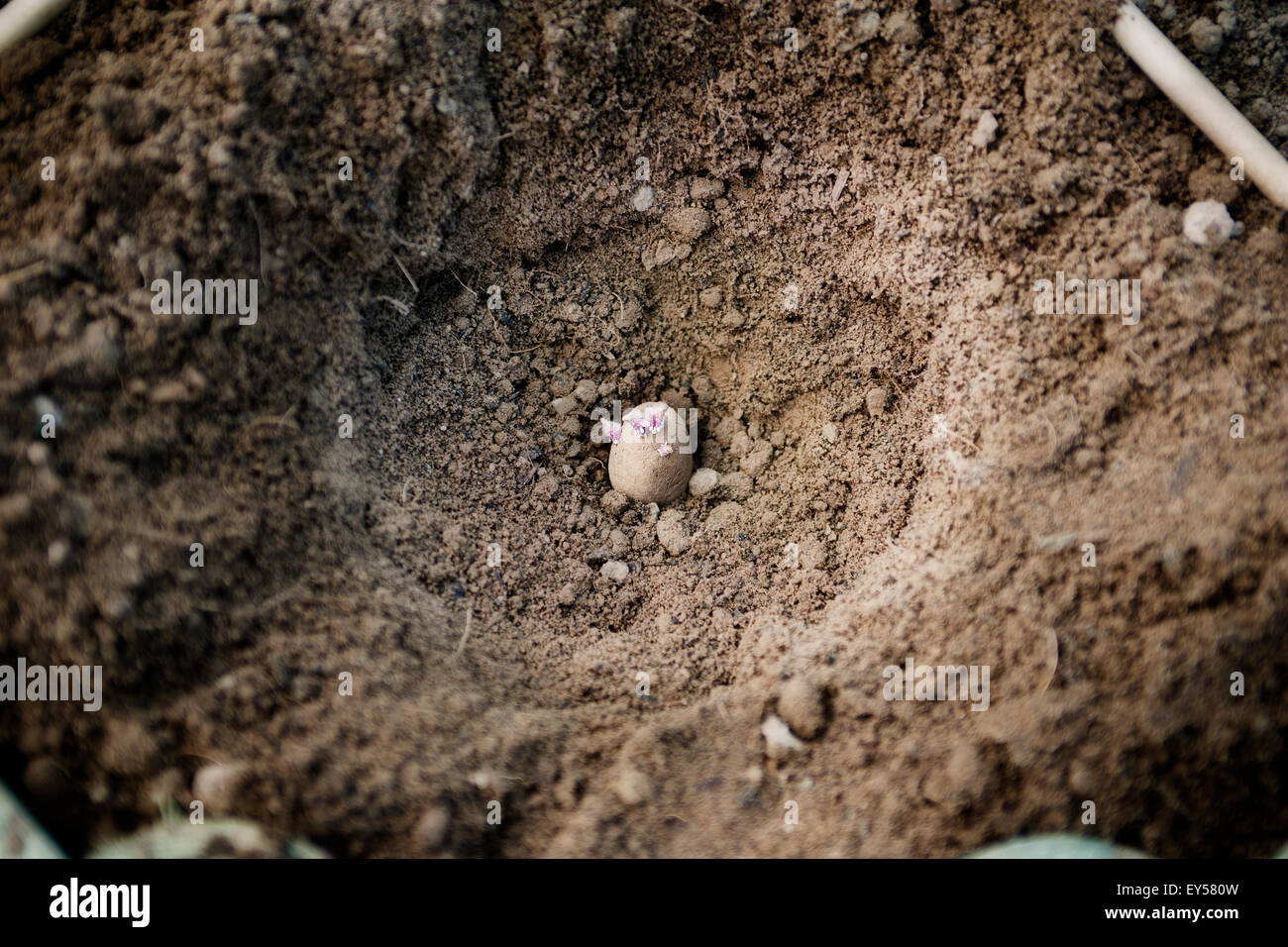 Plantation of potatoes 'Roseval' in a kitchen garden Stock Photo - Alamy