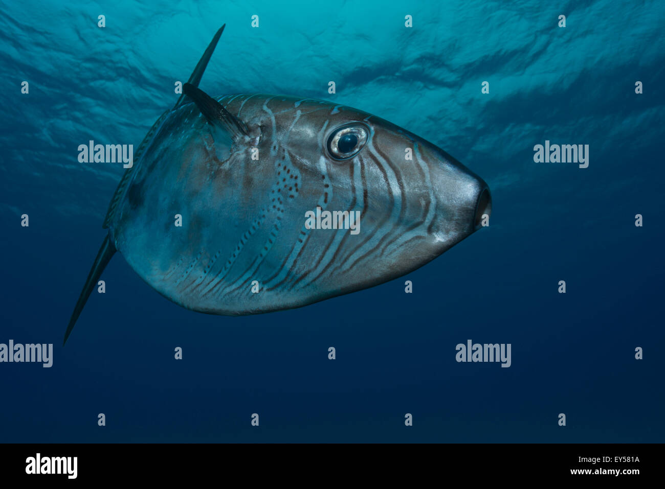 Slender sunfish under surface Stock Photo - Alamy