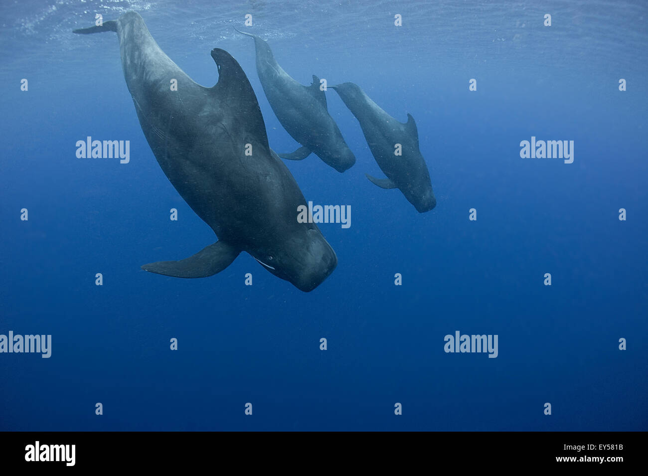 Koro hi-res stock photography and images - Alamy