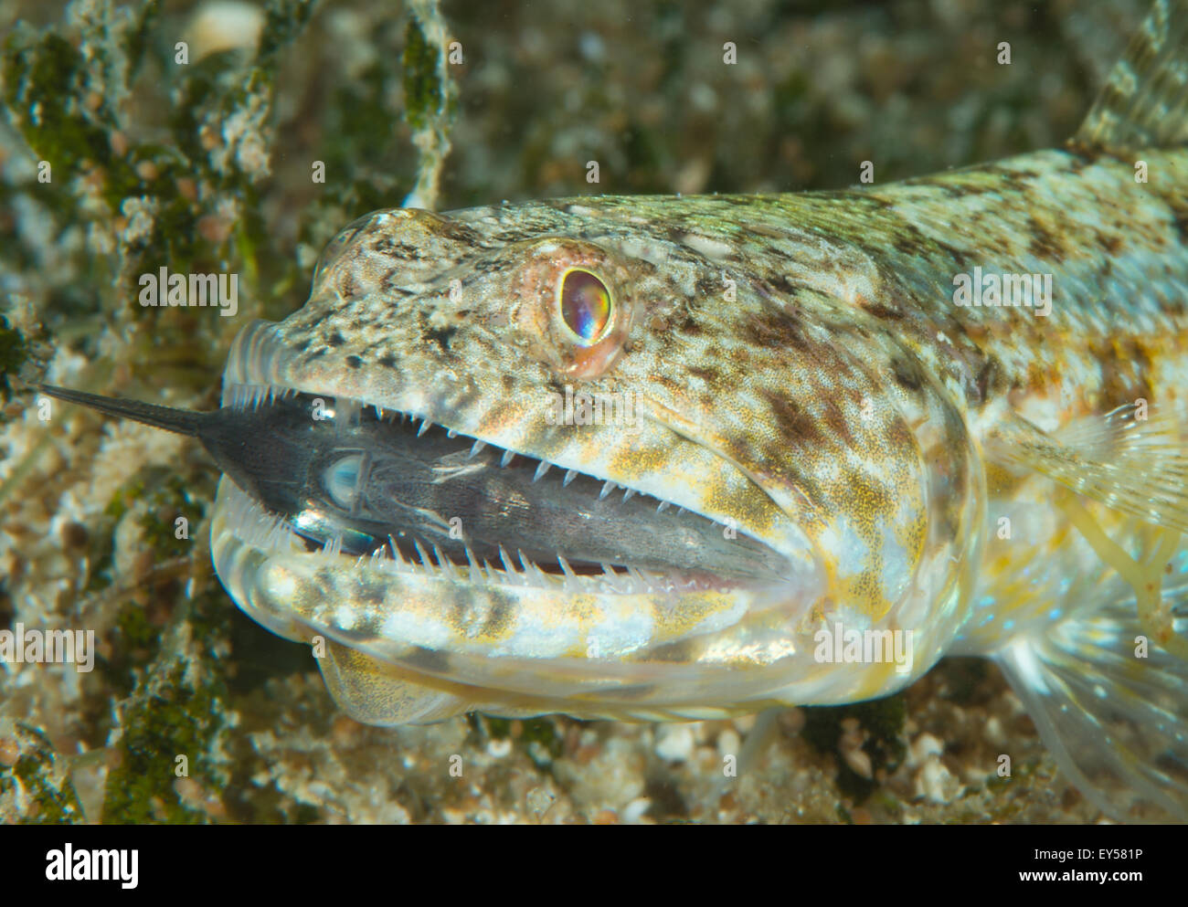 Lizard fish feeding fish on coral rock - Vava'u Tonga Stock Photo - Alamy