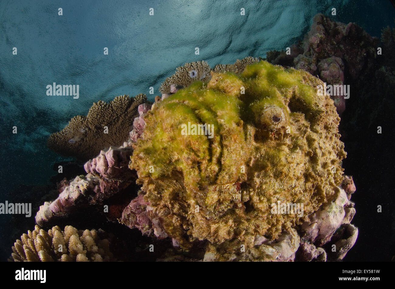 Stonefish on reef - Tonga Stock Photo - Alamy
