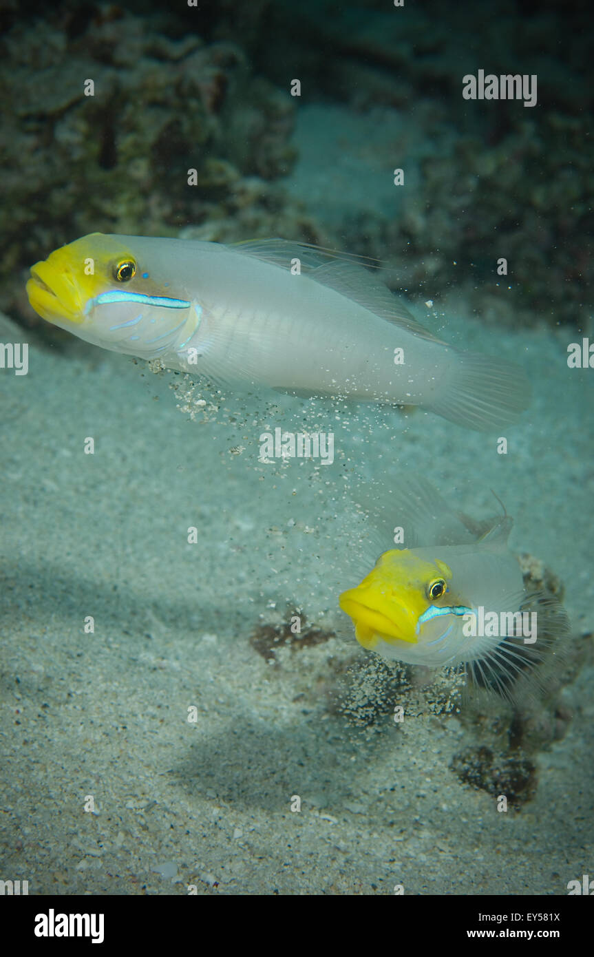 Tonga fish hi-res stock photography and images - Alamy