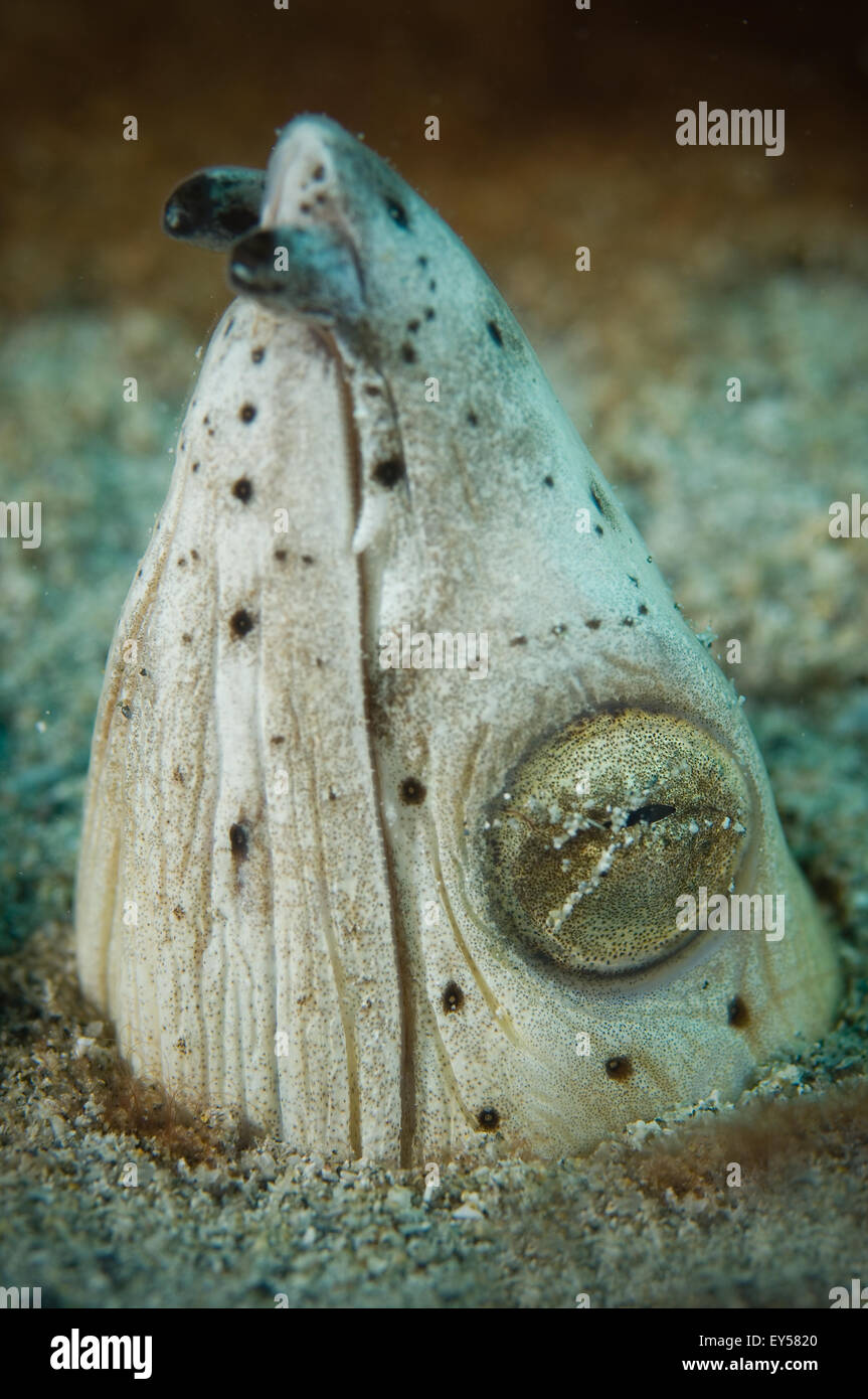Portrait of Snake eel - Tonga Stock Photo - Alamy