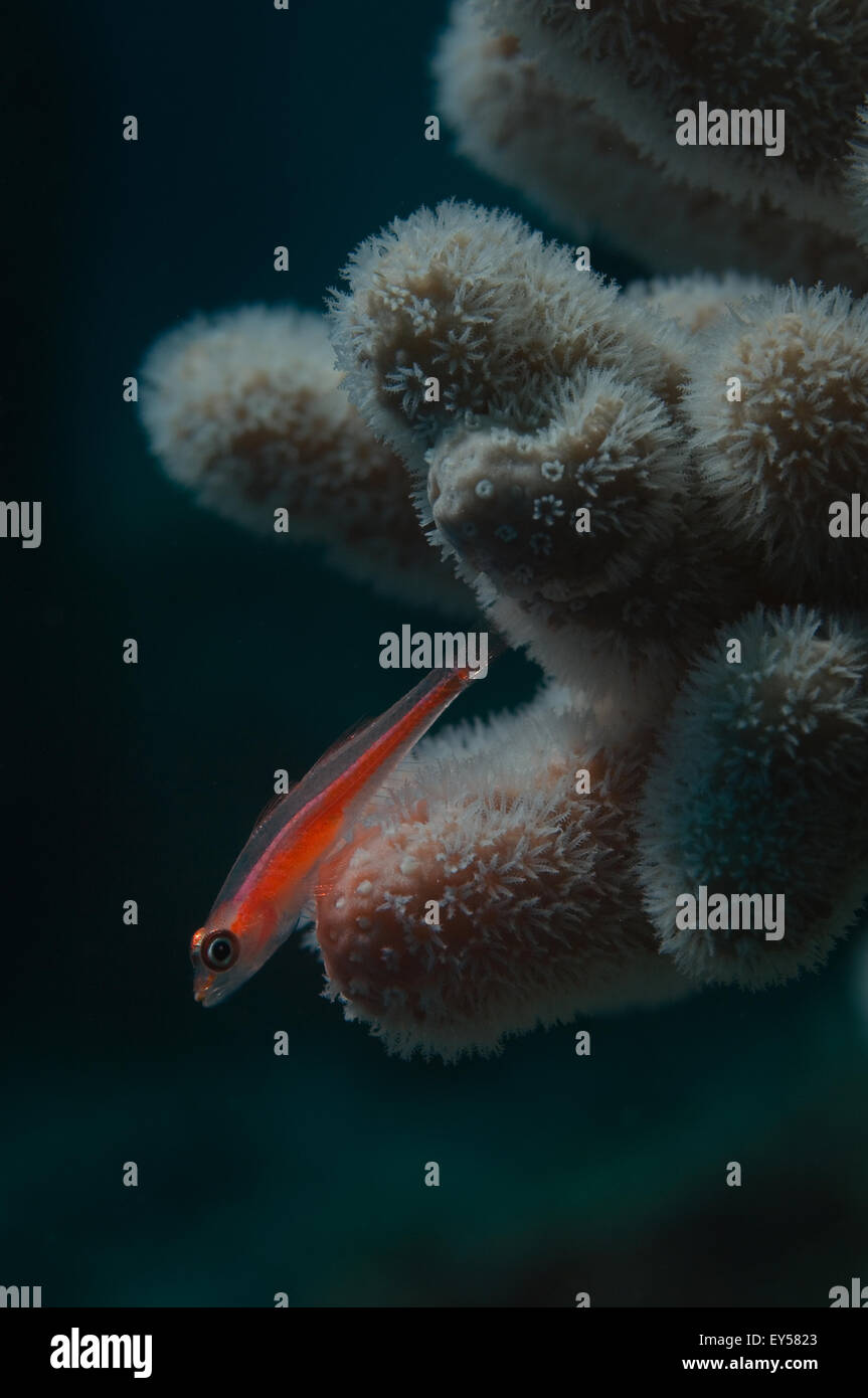 Triplefin in reef - Tonga Stock Photo - Alamy