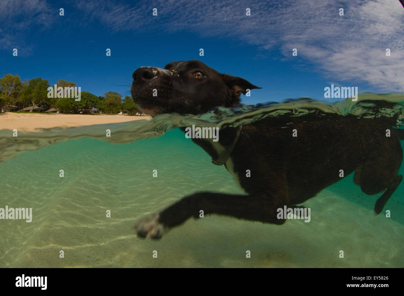 Dog swimming on beach - Tonga Stock Photo - Alamy
