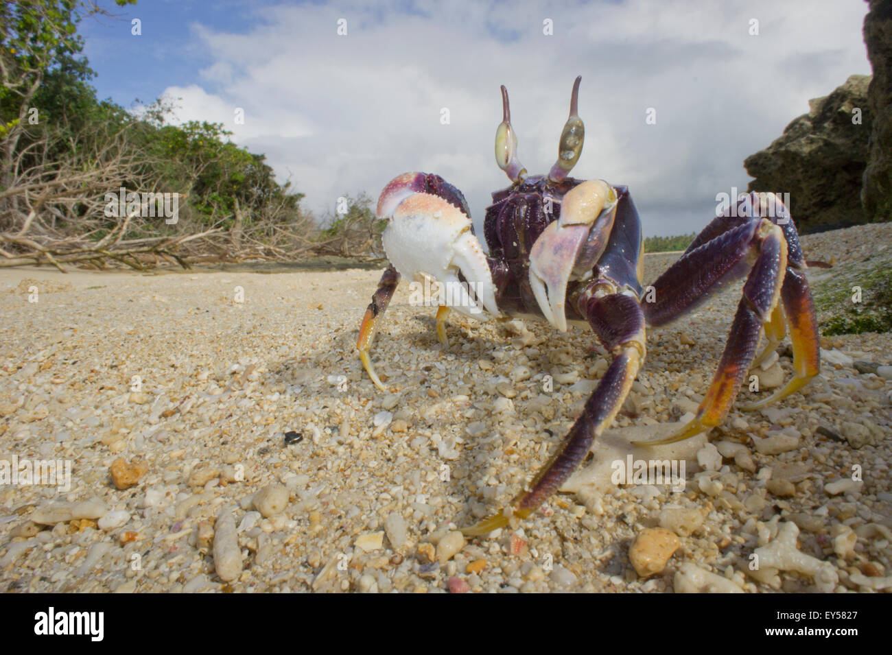 Ghost crab on beach - Haapai Tonga Stock Photo - Alamy