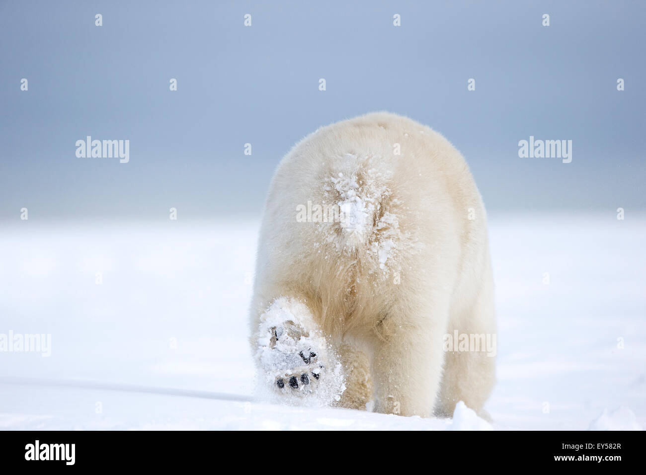 Polar bear walking in snow - Barter Island Alaska Stock Photo - Alamy