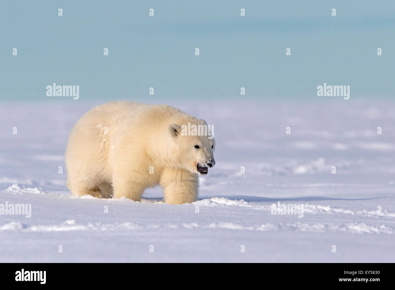 Polar bear walking in snow - Barter Island Alaska yearling Stock Photo ...