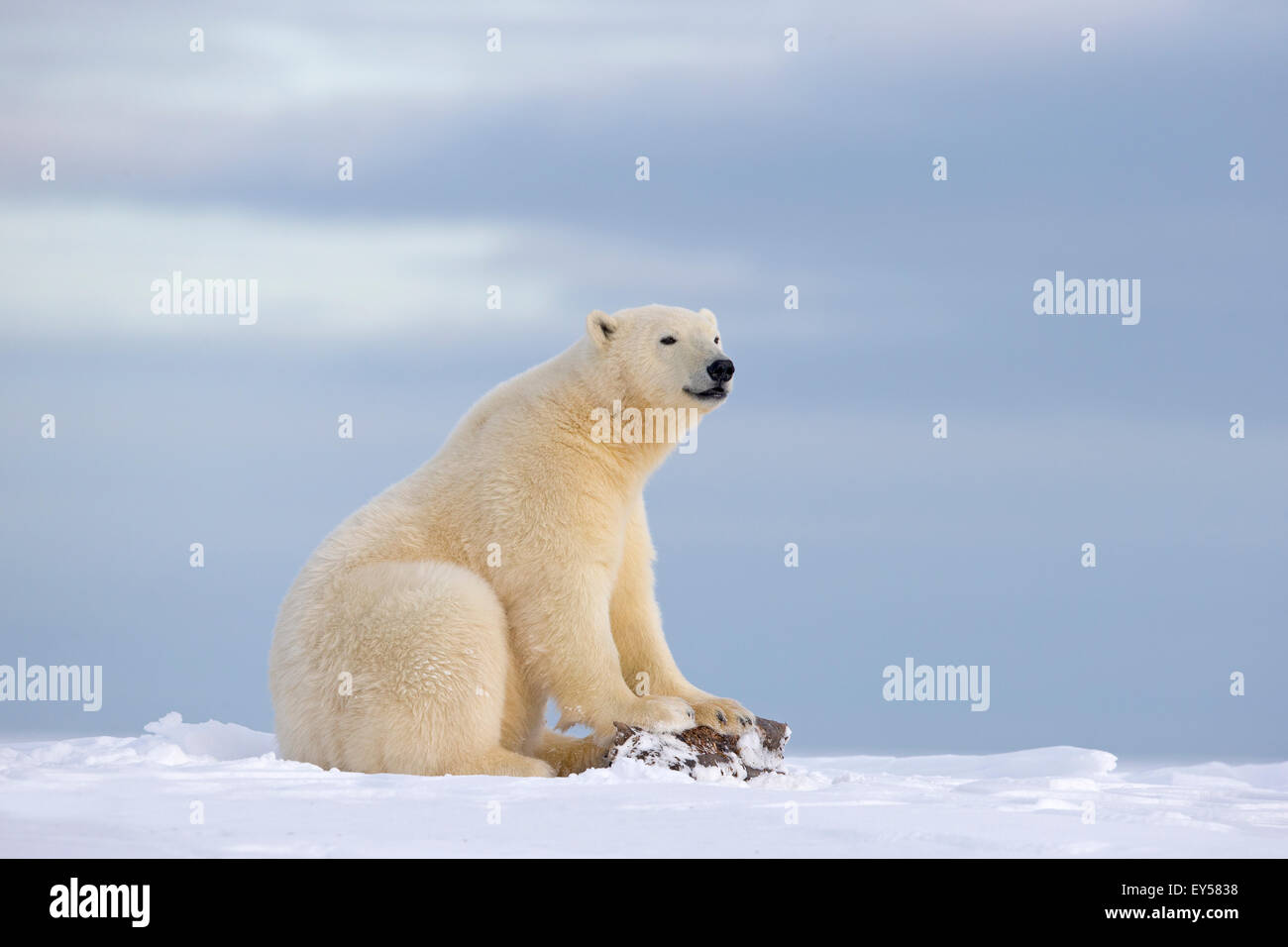 Polar bear sitting in snow - Barter Island Alaska Stock Photo - Alamy