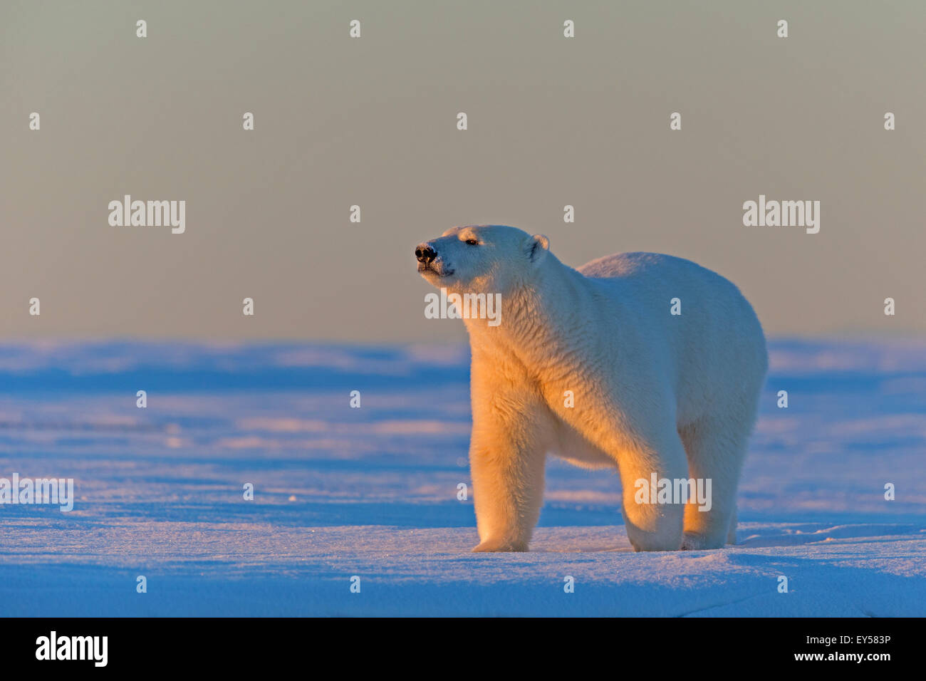 Polar bear walking in snow - Barter Island Alaska Stock Photo - Alamy