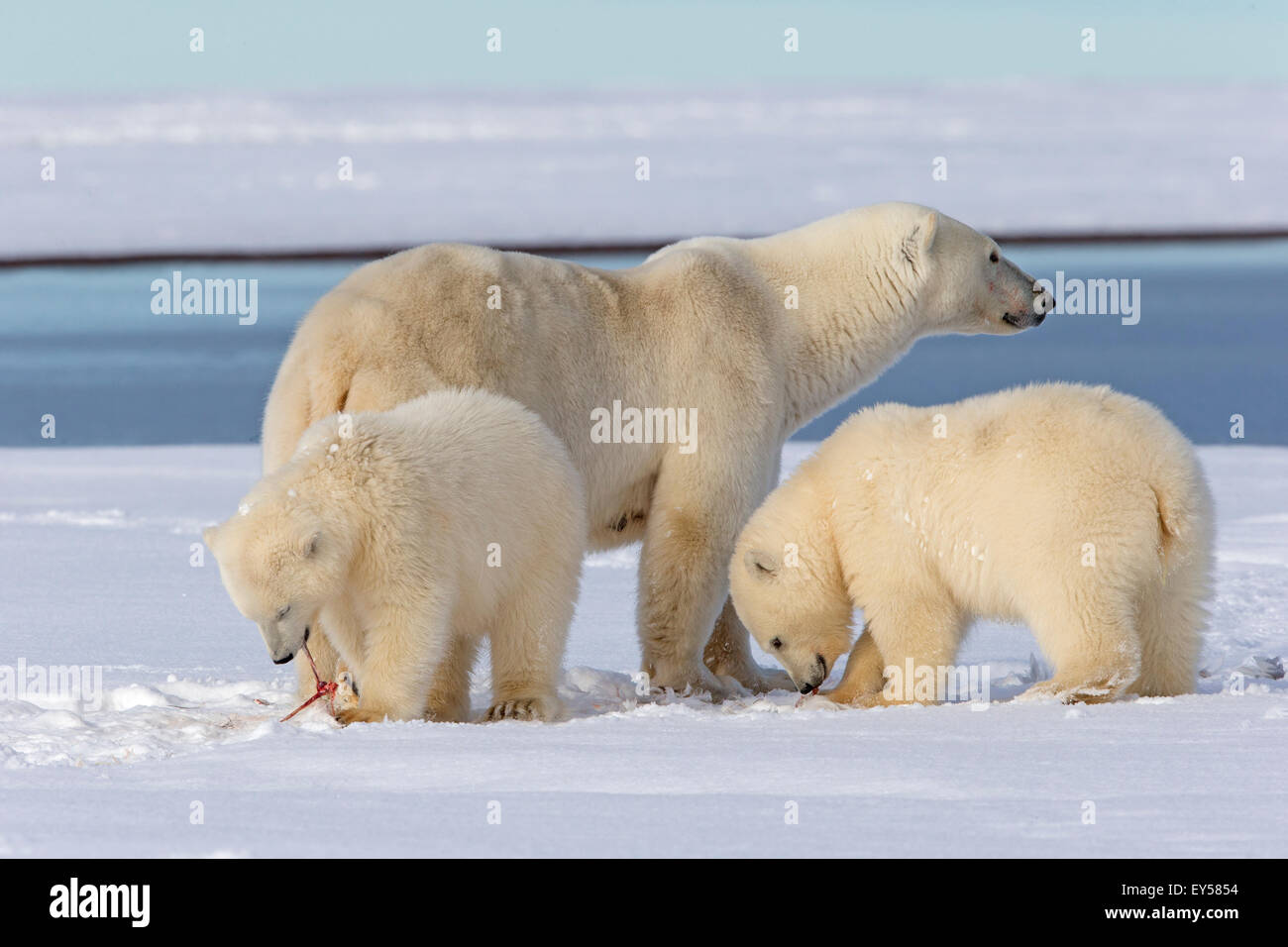 Polar bear and young in the snow - Barter Island Alaska Stock Photo - Alamy