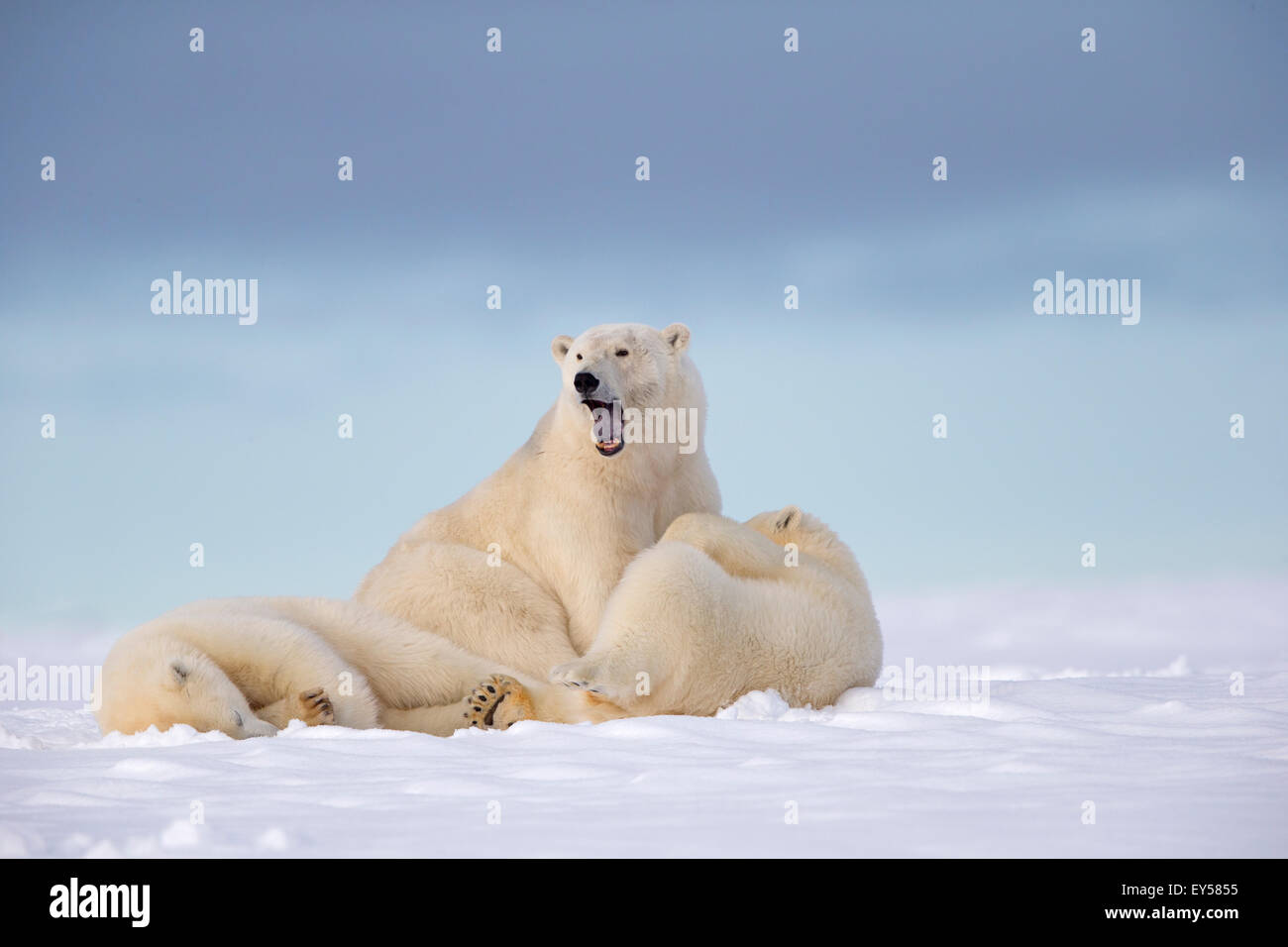 Polar bear and young in the snow - Barter Island Alaska Stock Photo - Alamy
