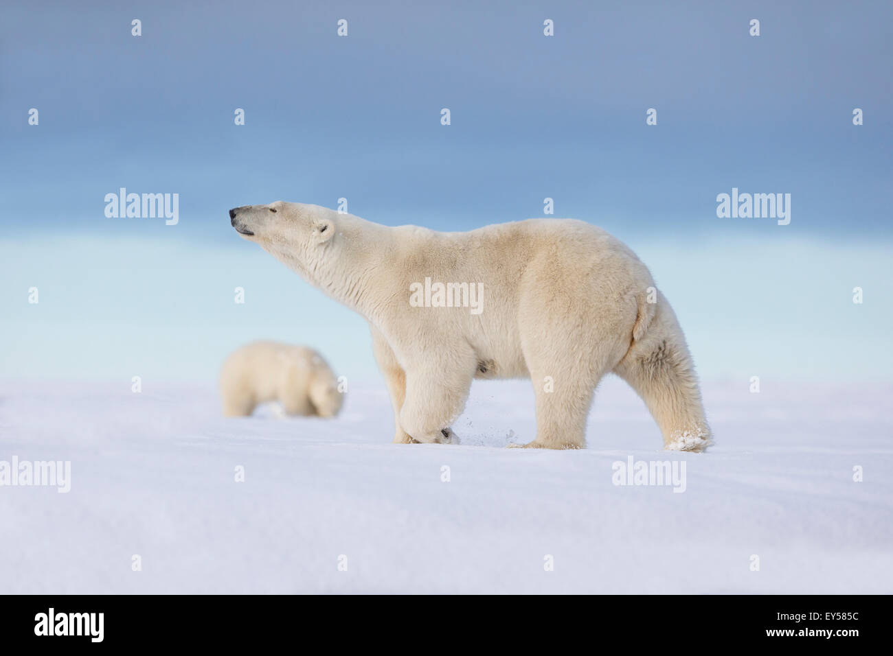 Polar bear and young in the snow - Barter Island Alaska Stock Photo - Alamy