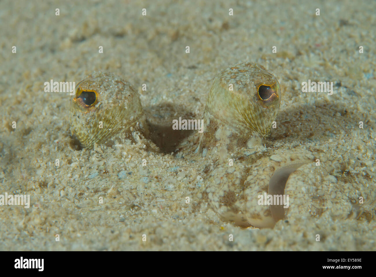 Tropical Flounder on sand bottom - Vanua Levu Fidji Stock Photo - Alamy