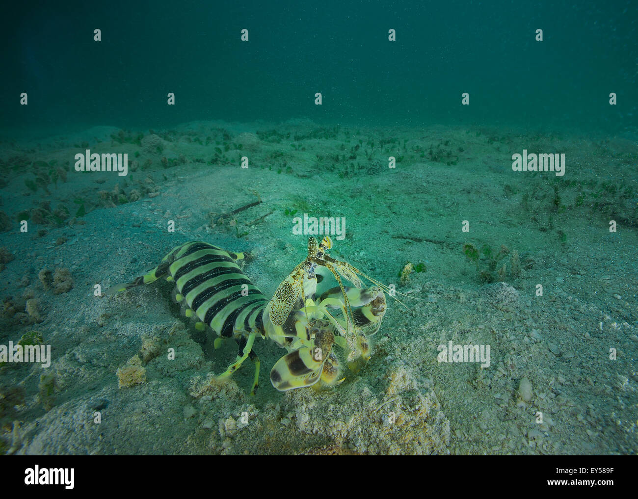 Mantis shrimp on sand bottom - Vanua Levu Fidji Stock Photo - Alamy