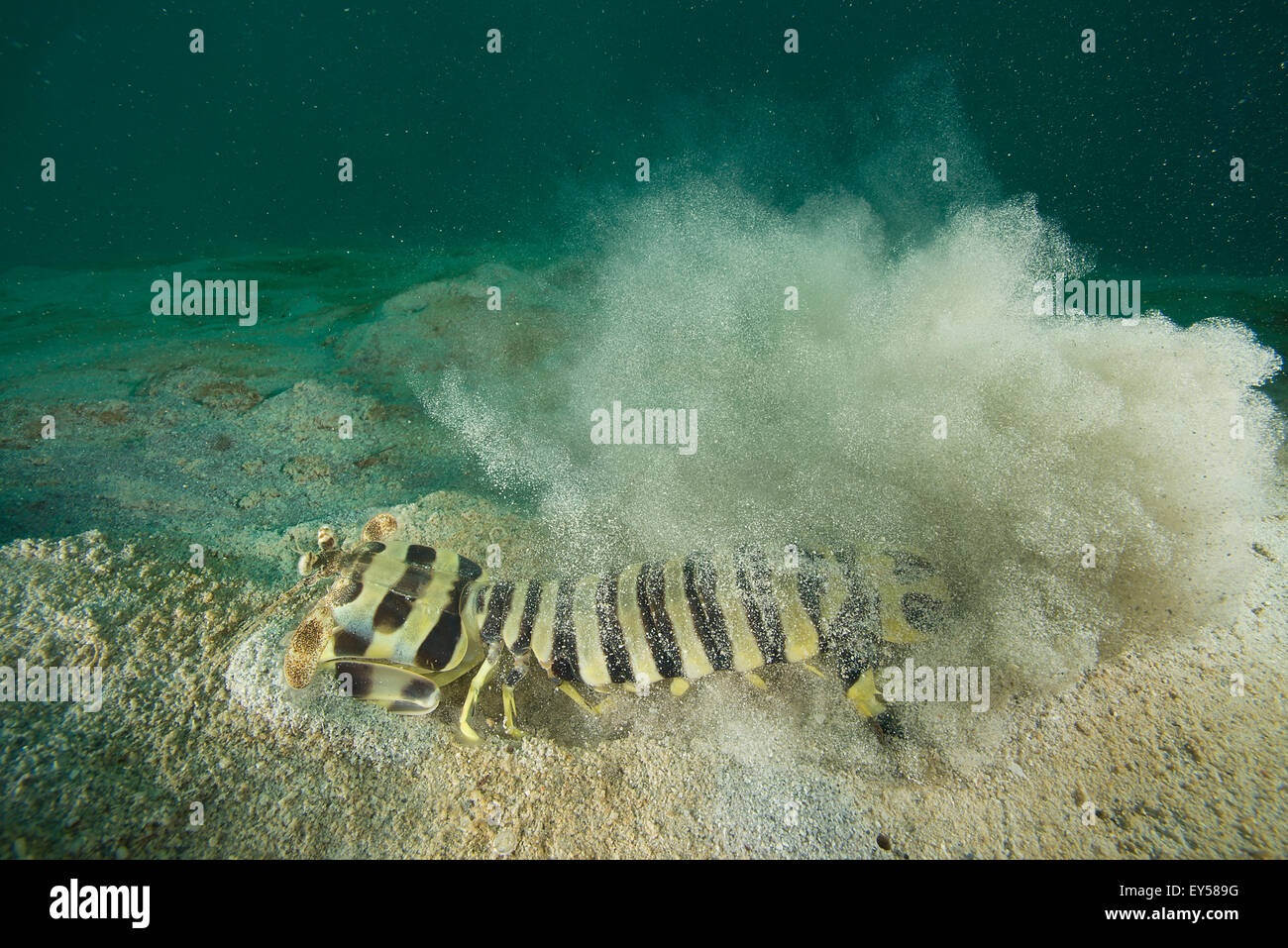 Mantis shrimp digging itself into sand - Vanua Levu Fidji Stock Photo ...