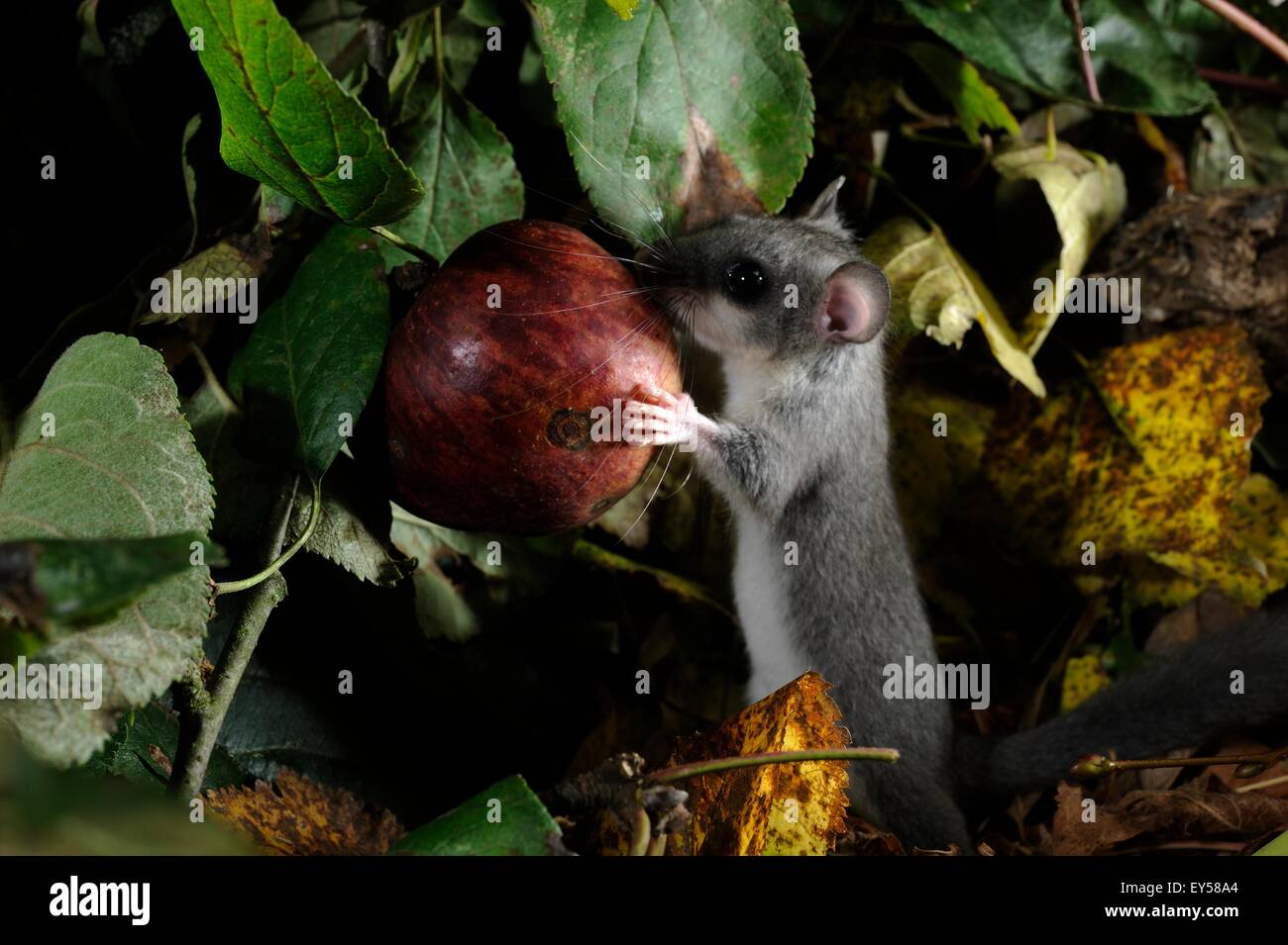 Fat Dormouse eating a fallen fruit in autumn - France Stock Photo - Alamy